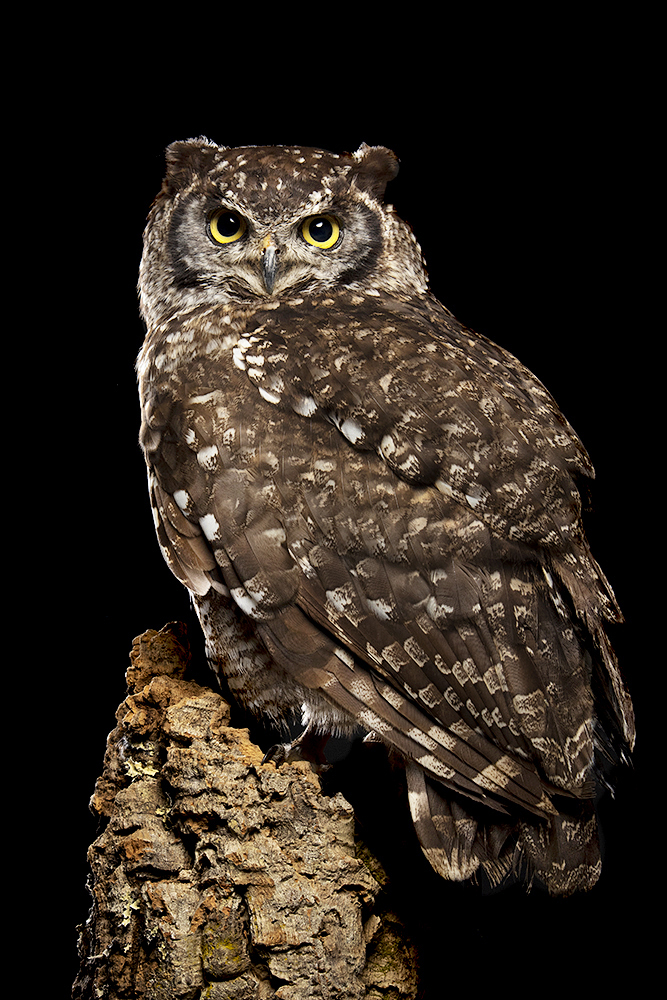 African Spotted Eagle Owl_2128 – ShutterButton