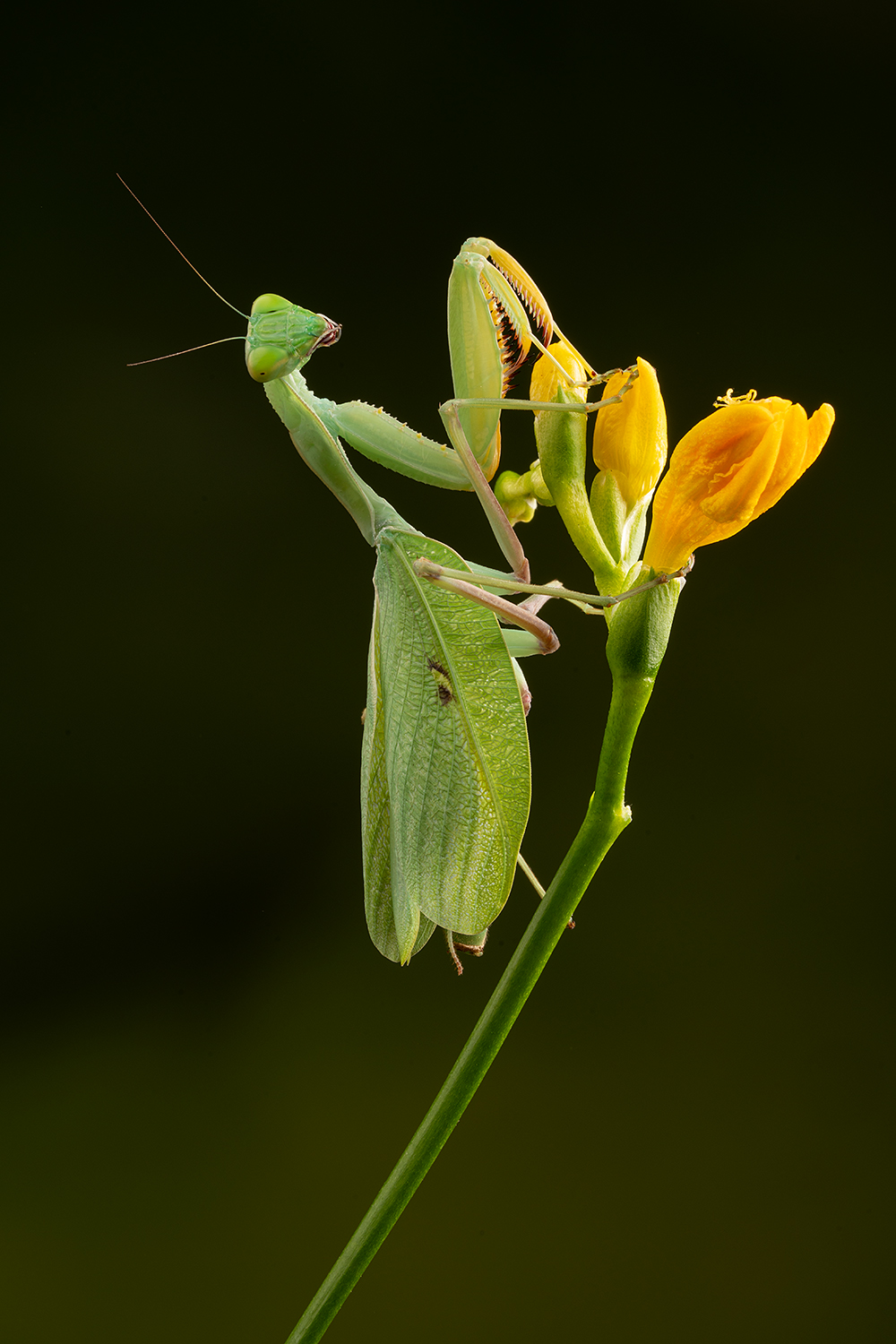 Giant African Mantis-04622 – ShutterButton